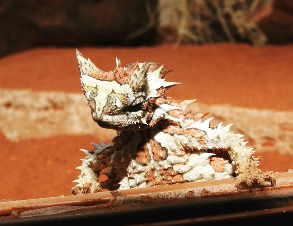 Activities not to miss in the Red Centre - Explore the glorious wonders ...