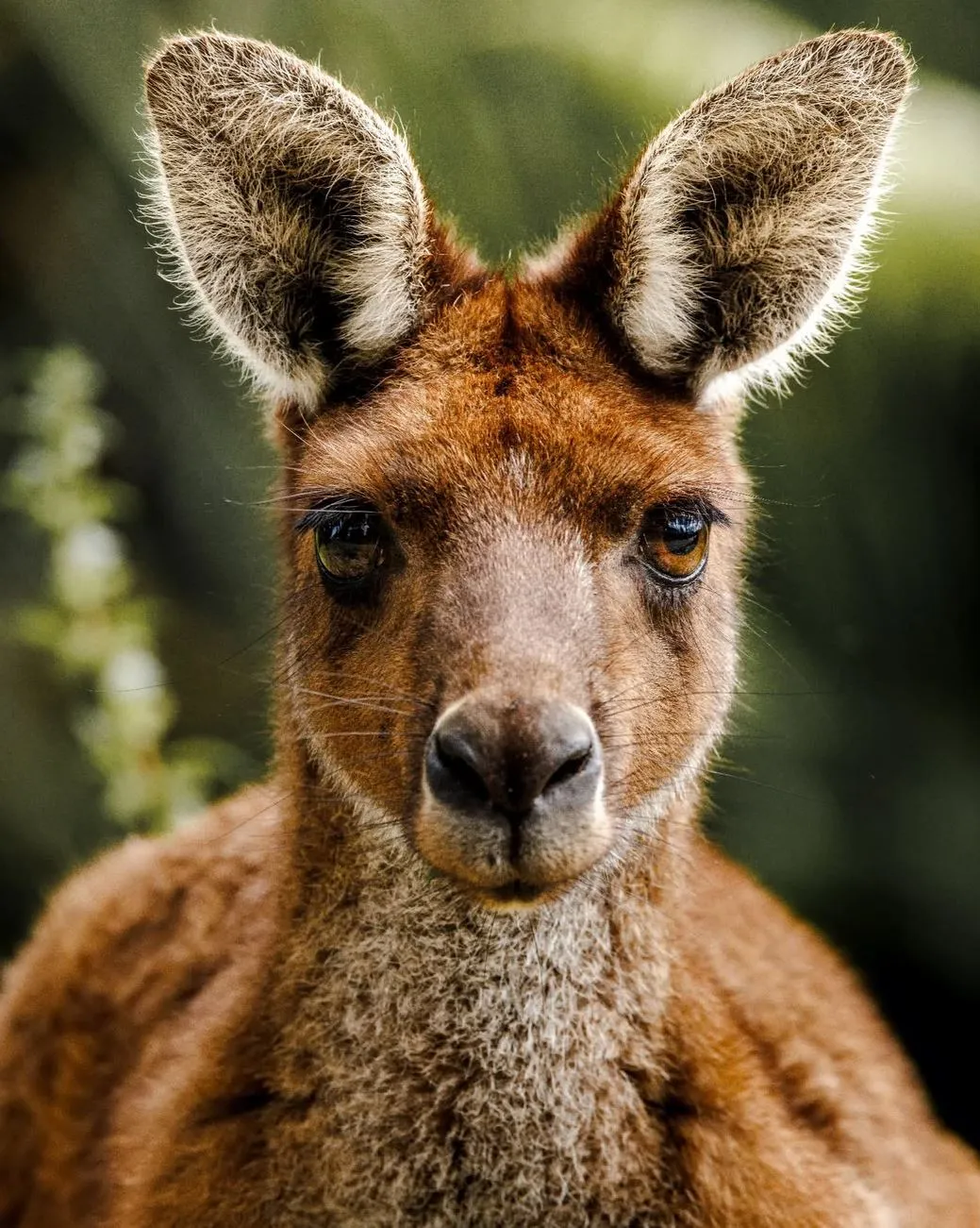 What Animals Live in the Pinnacles?